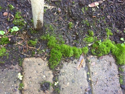 Hard Surface and Roof Moss Removal with Moss Melt
