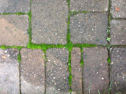 Hard Surface and Roof Moss Removal with Moss Melt