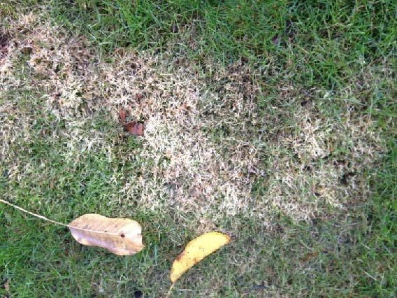 Algae and Turf Moss Removal with Moss Melt